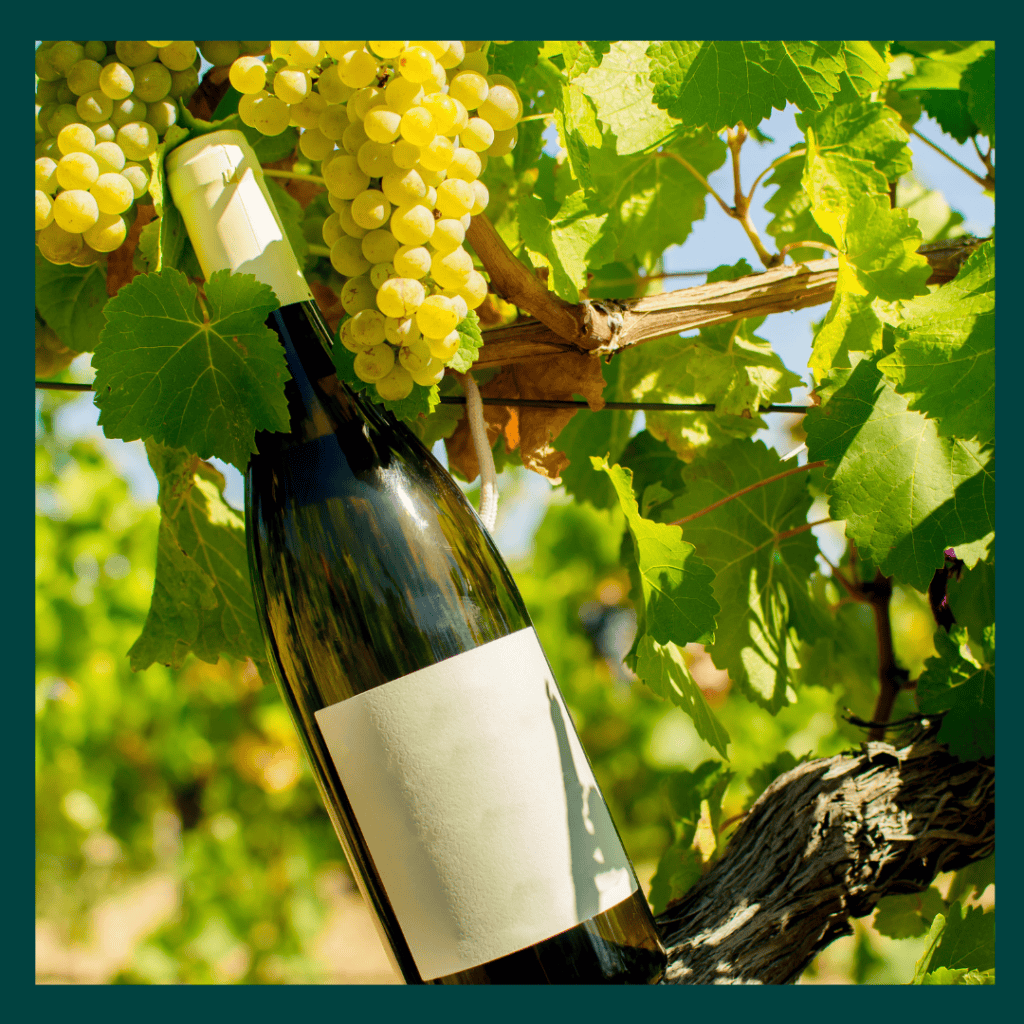 Dealcoholization And Beverage Solutions Company | BevZero